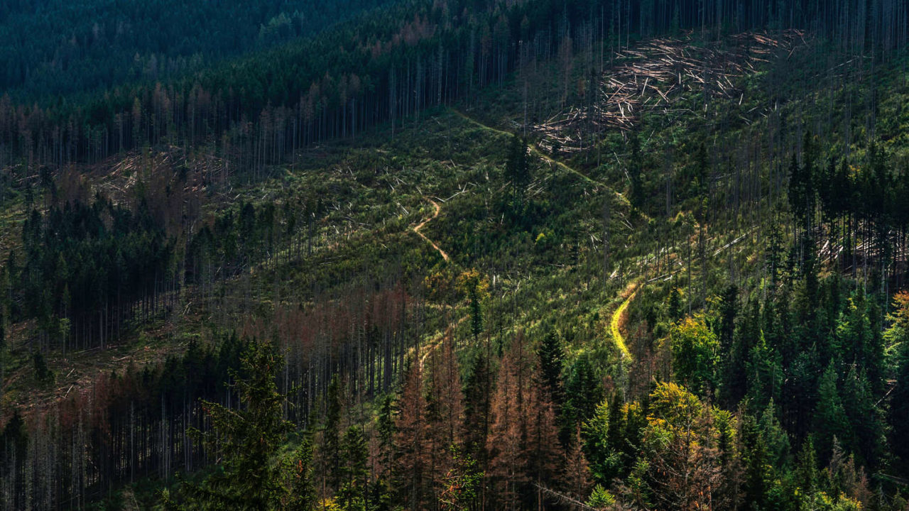 Why is Deforestation Bad? Top Consequences of Deforestation