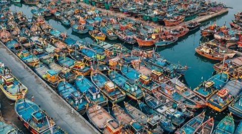 What Is Overfishing? The Cause, Effects, & Solutions To Stop It